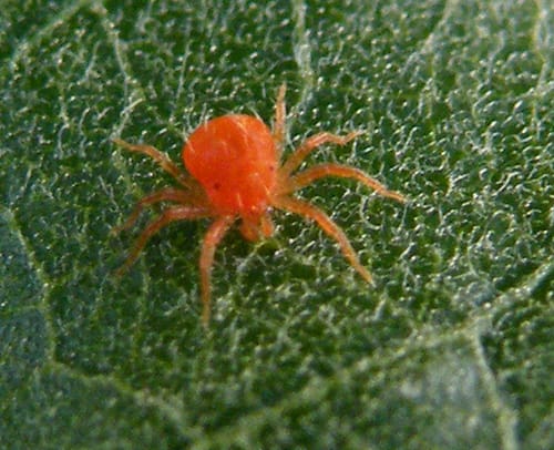 ¿Araña roja? Cómo eliminarla de tus plantas