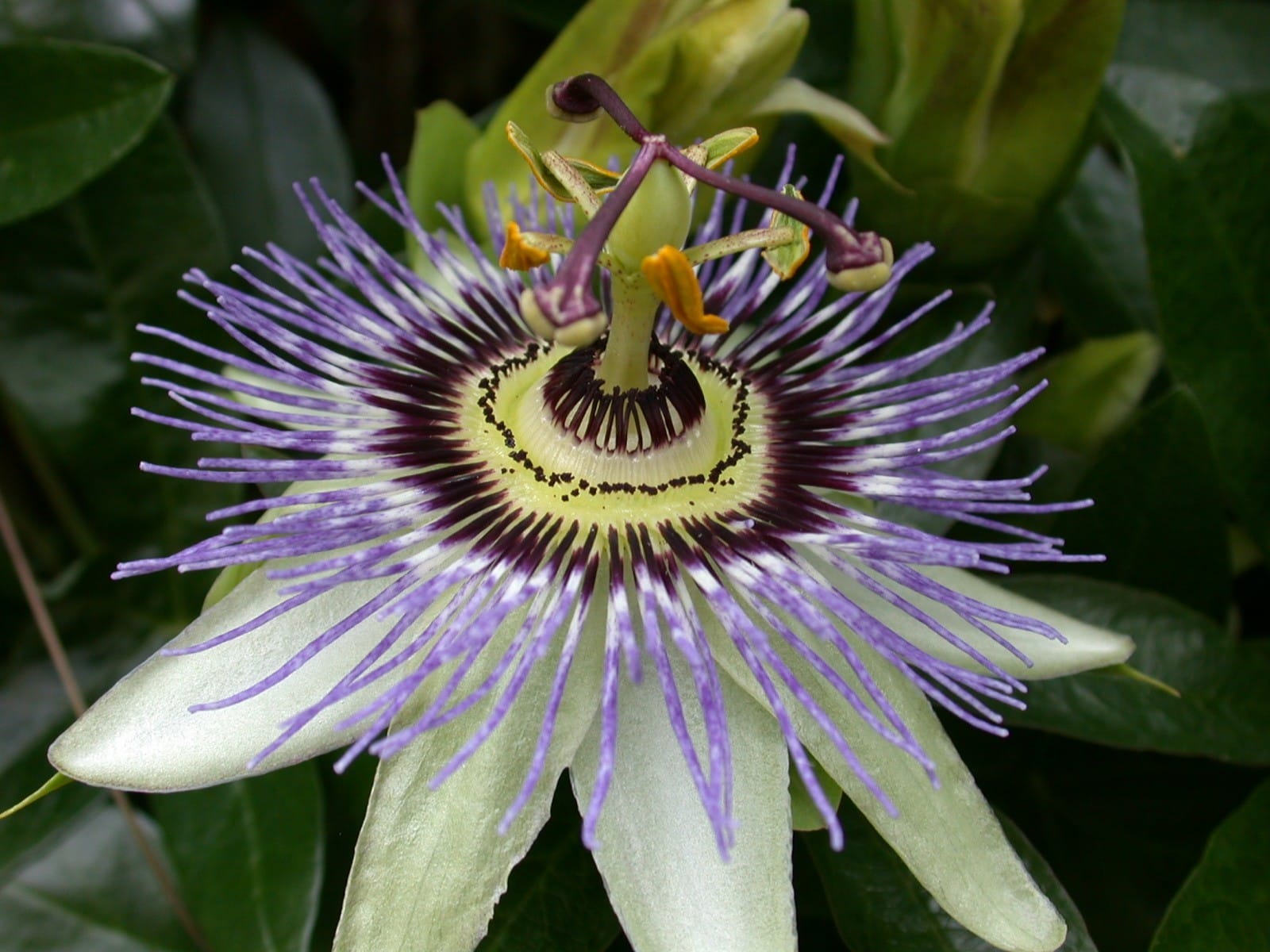 Características de la Passiflora, variedades y cuidados