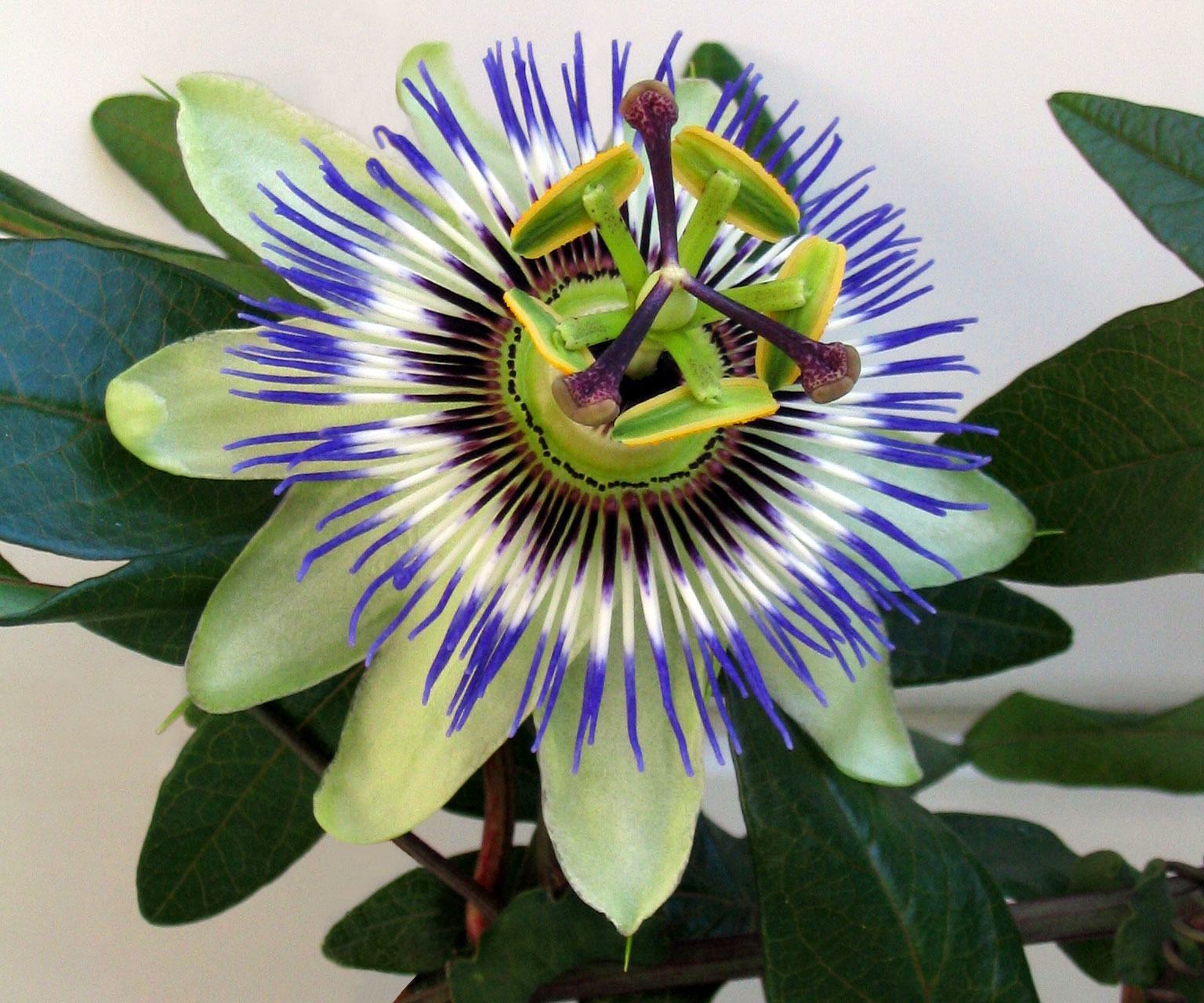 Características de la Passiflora, variedades y cuidados