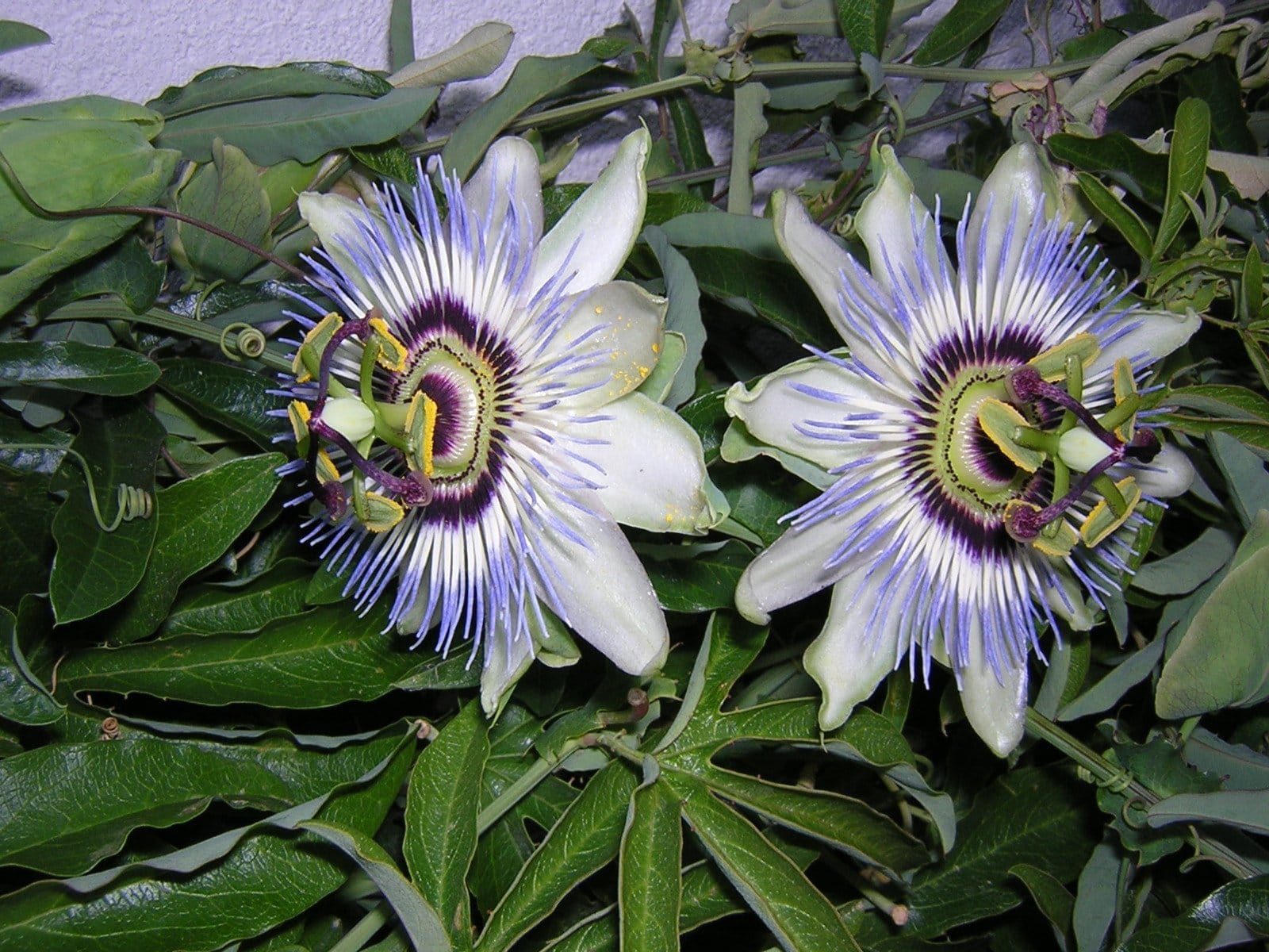 Passiflora Faz Mal Para O Fígado - RETOEDU
