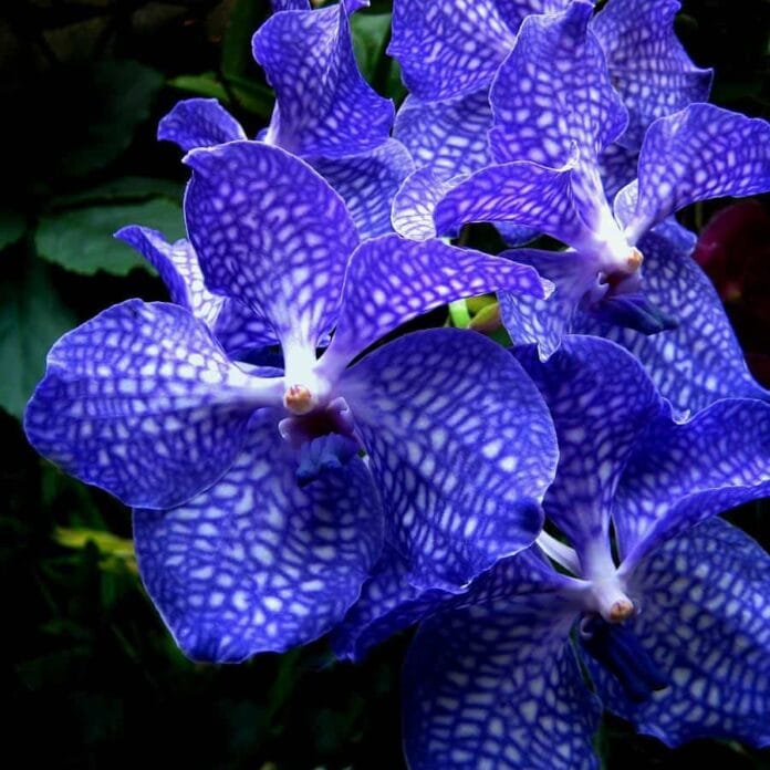 Flores azules para decorar el jardín. ¿Eres un amante de este color?