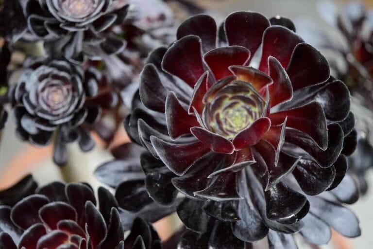 Preciosas flores en color negro para decorar jardines y espacios de ...