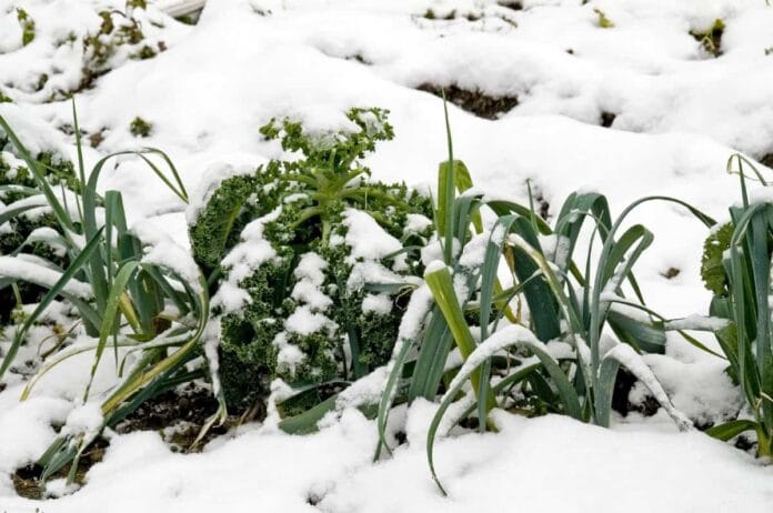 Estupendas plantas para cultivar en invierno de manera fácil