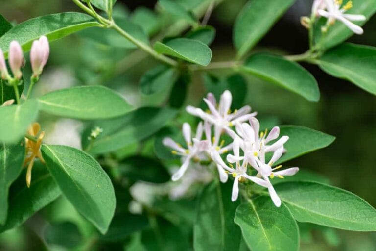 Nombres de plantas y su significado según el tipo y color