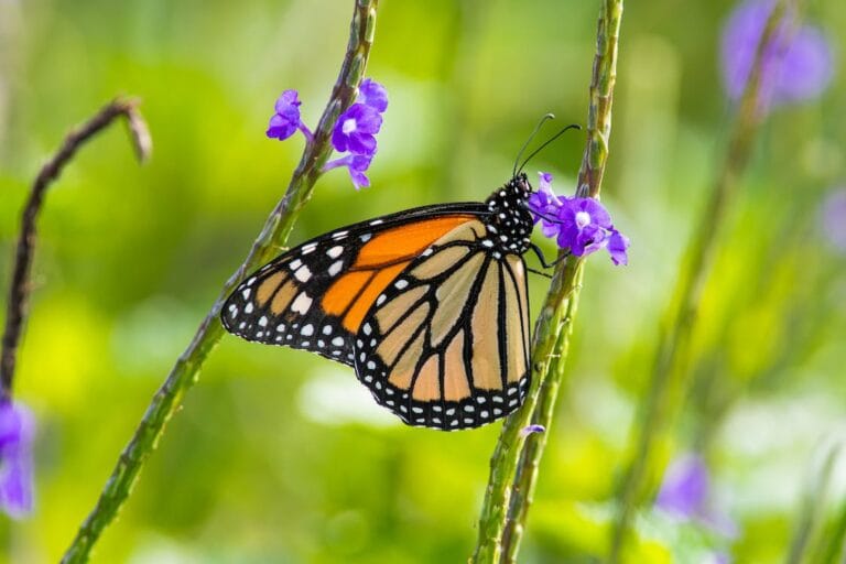Creación de un jardín de mariposas: consejos y trucos