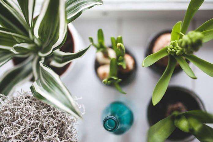 Crea un ambiente zen con plantas de interior